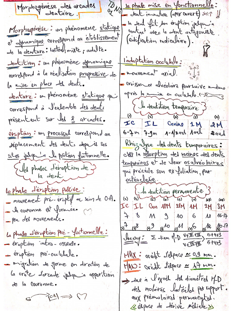 Morphogenèse Des Arcades Dentaires | PDF