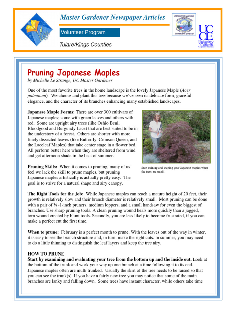 Maples | PDF | Pruning | Trees