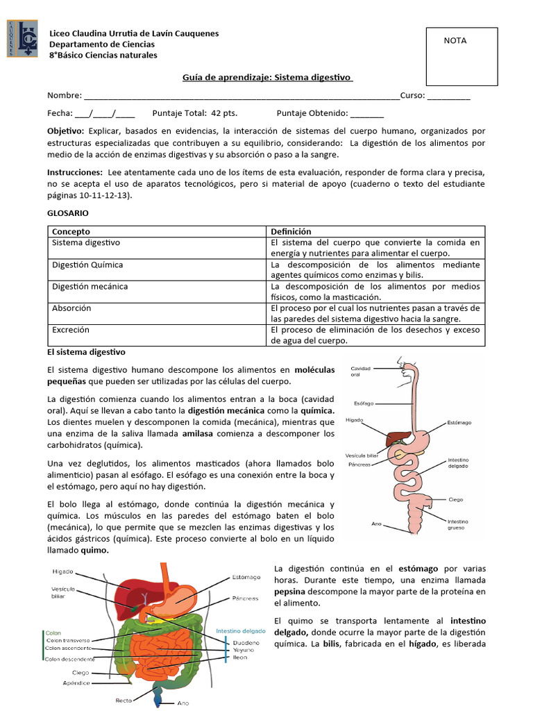 Guía del Sistema Digestivo 8° Básico | PDF | Digestión | Sistema ...