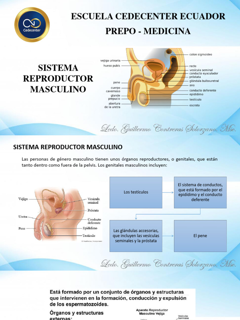 Anatomía del Sistema Reproductor Masculino | PDF | Sistema reproductivo ...
