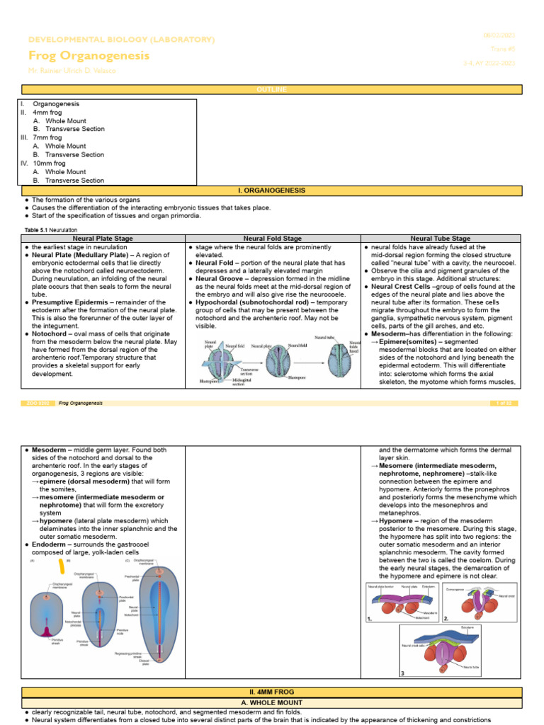 Frog Organogenesis Lab Guide | PDF | Anatomy | Morphology (Biology)