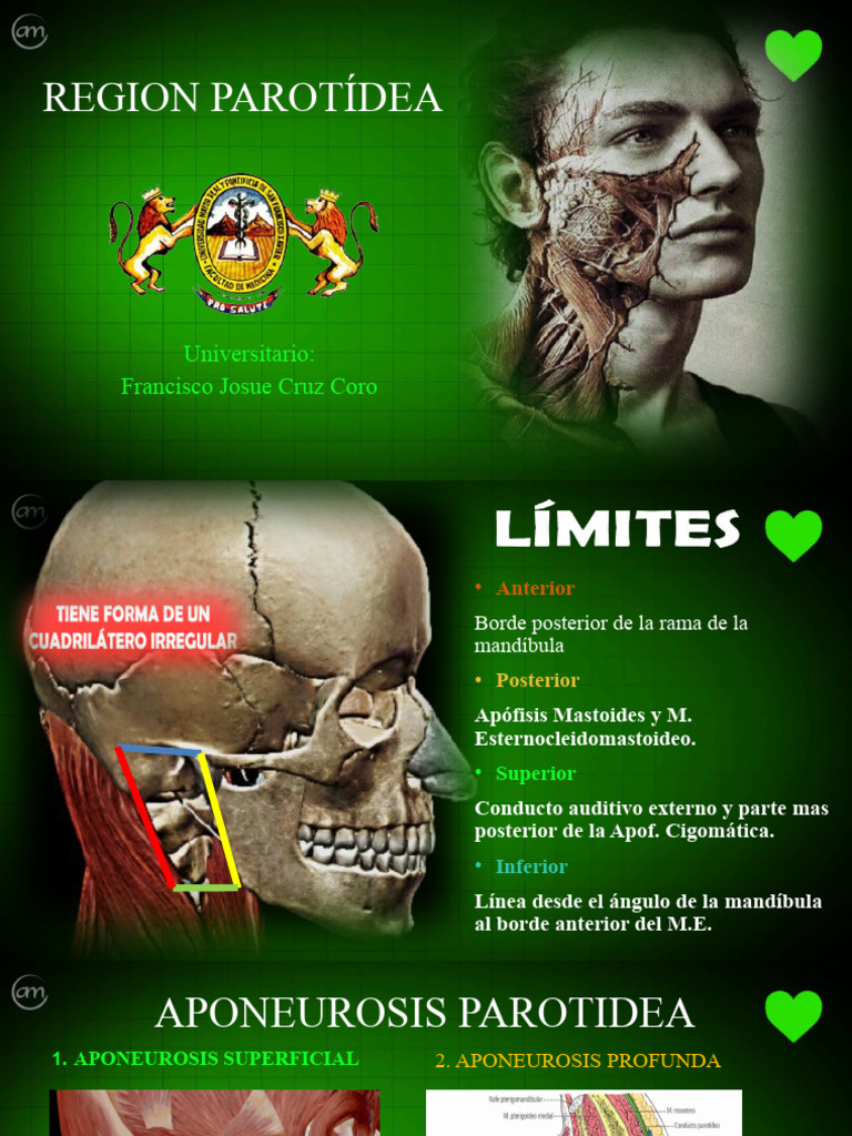Región Parotídea | PDF | Anatomía | Anatomía humana