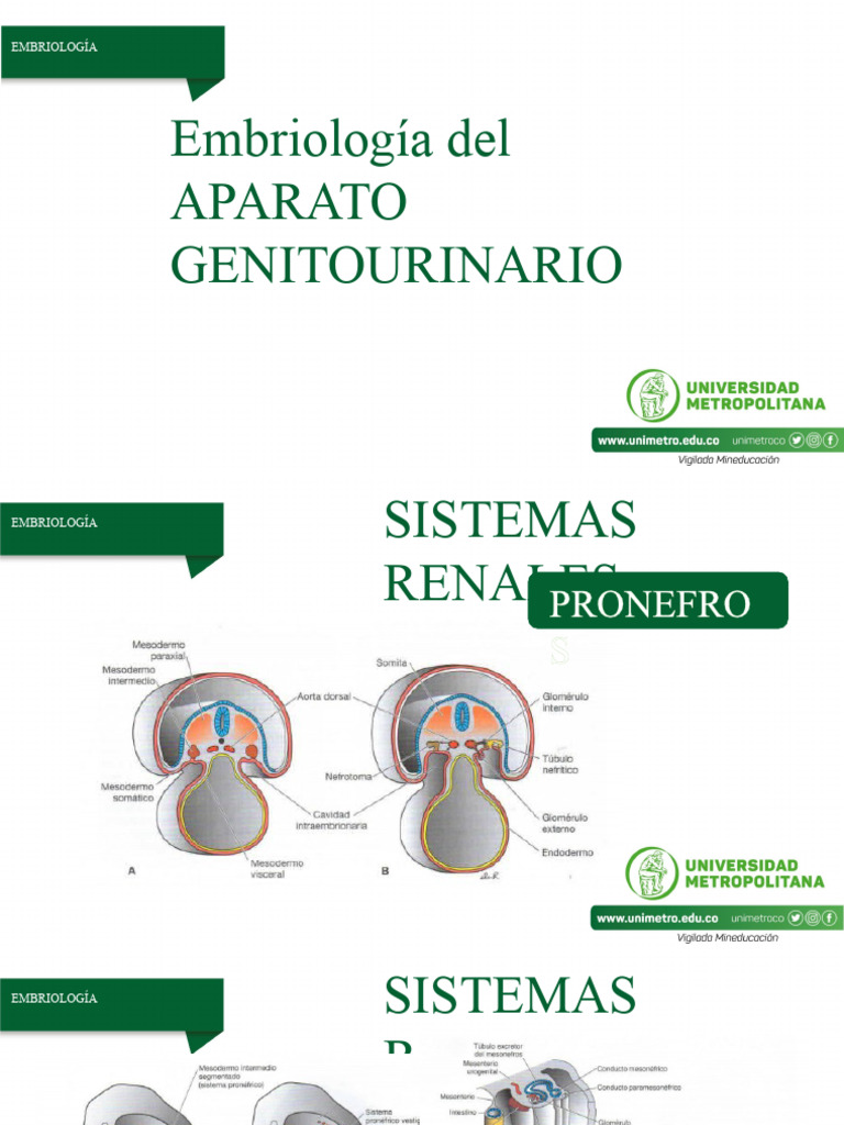 Embriologia Del Sistema Genitourinario | Descargar gratis PDF ...