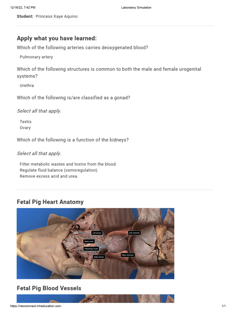 Vertebrate Dissection - Fetal Pig, Part 2 (Circulatory, Urinary, and ...