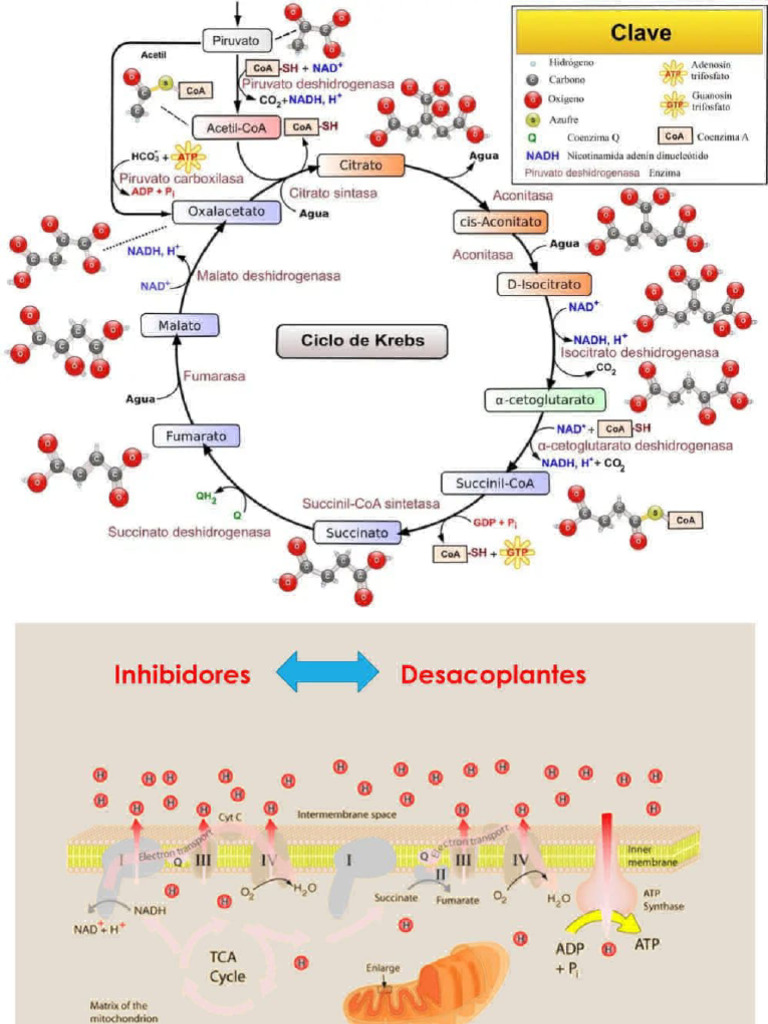 Ciclo de Creps | Download Free PDF | Cellular Respiration | Metabolism