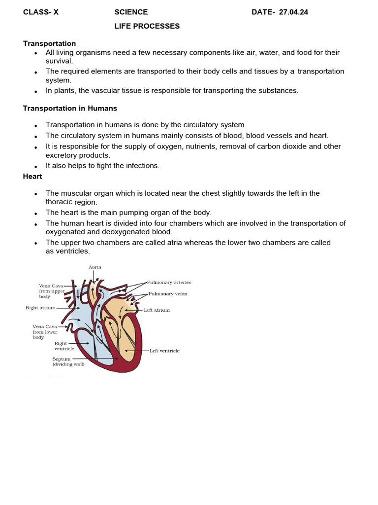 Life Processes (Transportation) | PDF | Blood | Heart