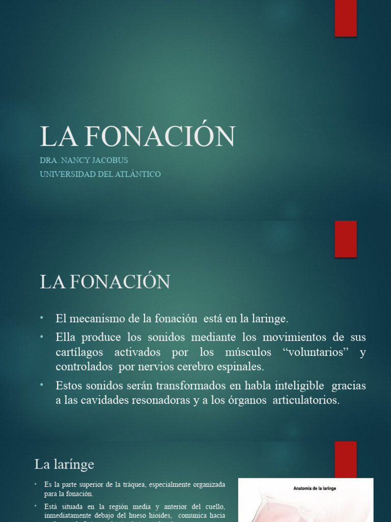 La Fonación | PDF | Laringe | Anatomía humana