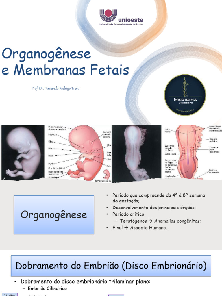 Organogênese e Membranas Fetais: Desenvolvimento Embrionário | PDF ...