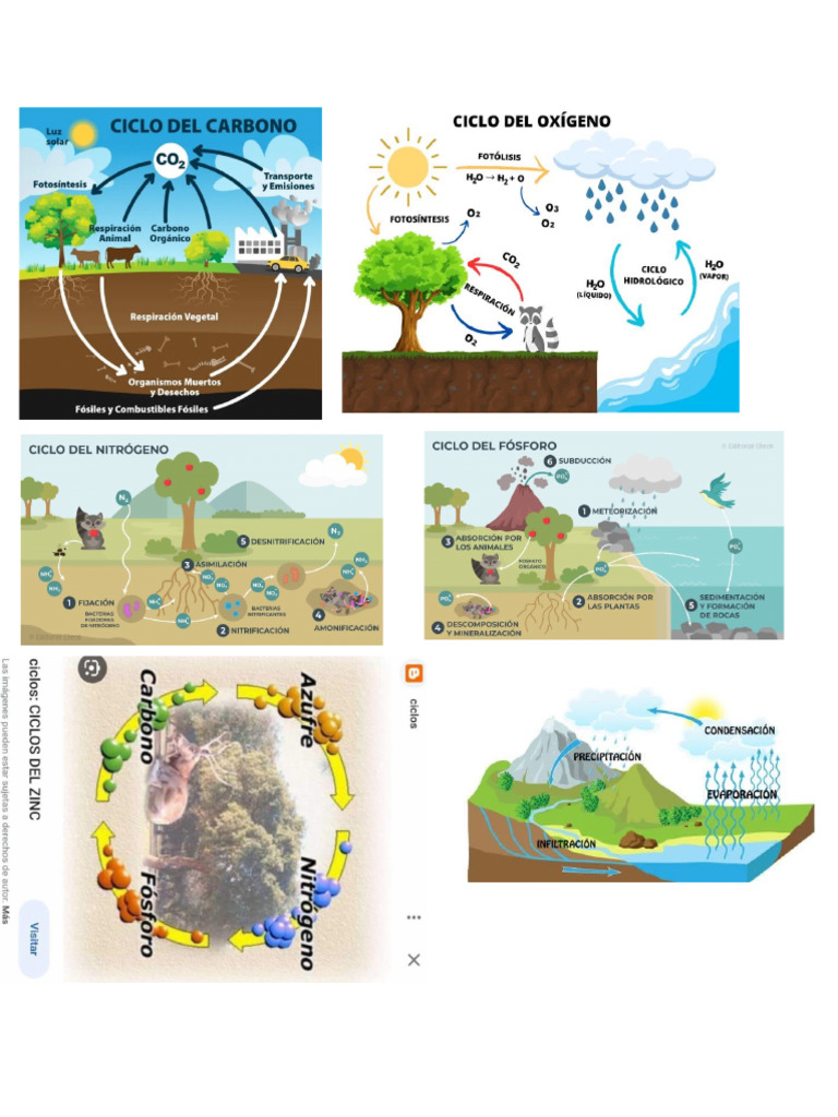Ciclos BIOGEOQUIMICOS | PDF