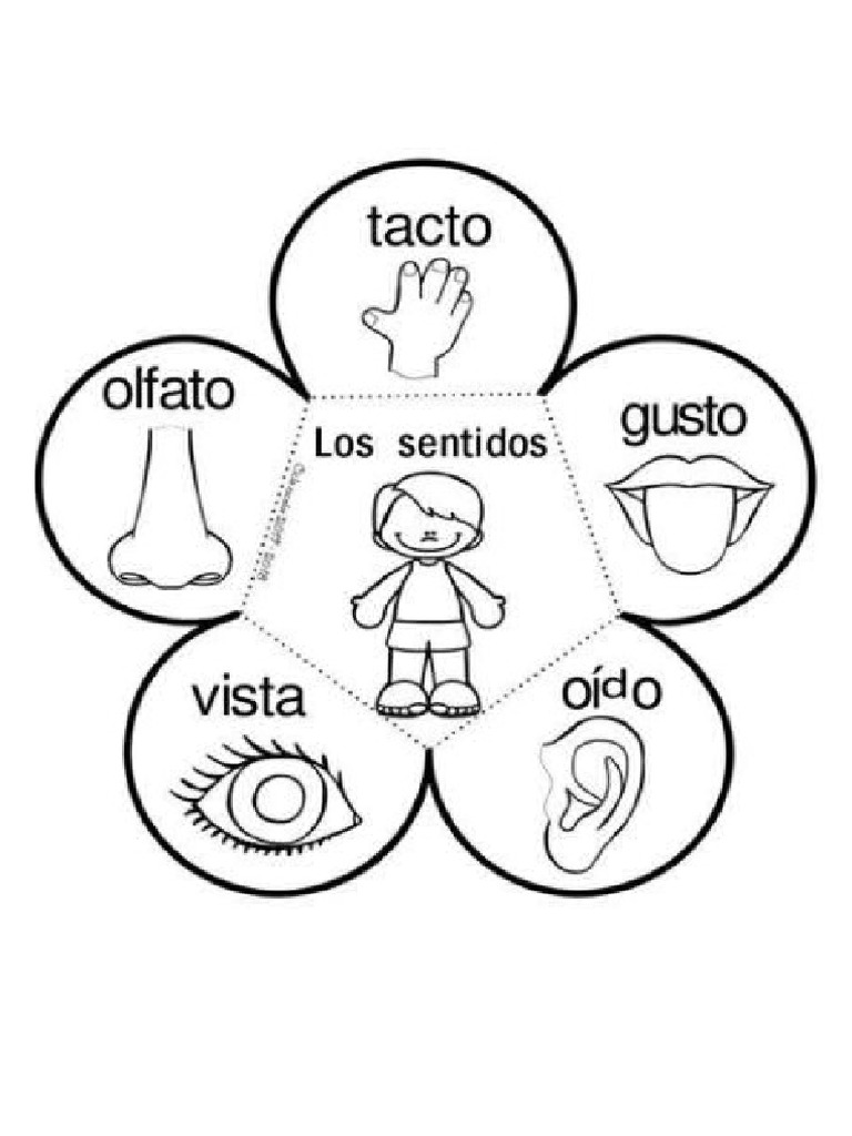 Flor de Los Sentidos 1º Basico | PDF