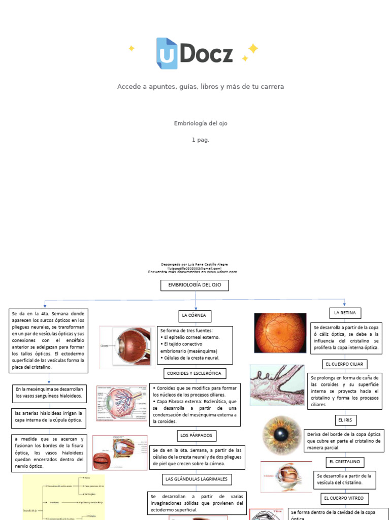 Embriología del Ojo: Desarrollo y Estructuras | PDF | Ojo humano | Ojo