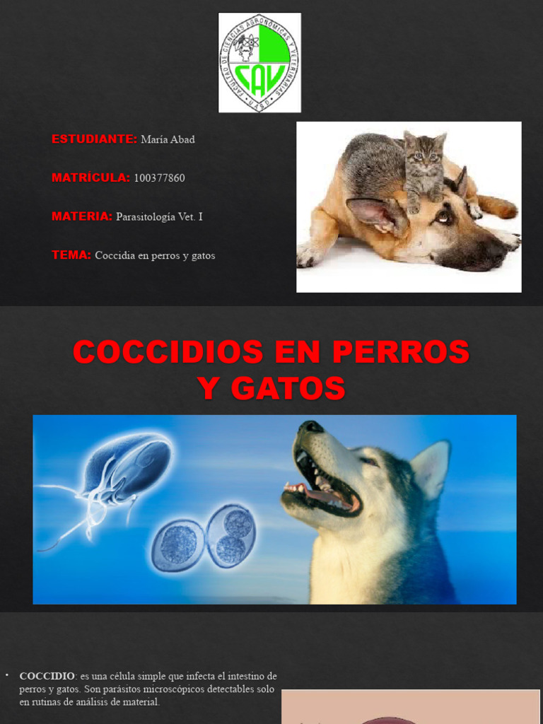 Cocci Dia | PDF | Heces | Gatos