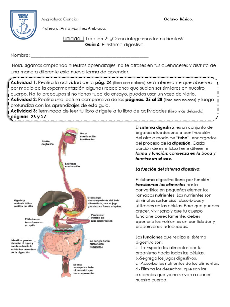 Guia 4 Ciencias Octavo | PDF | Sistema digestivo humano | Digestión