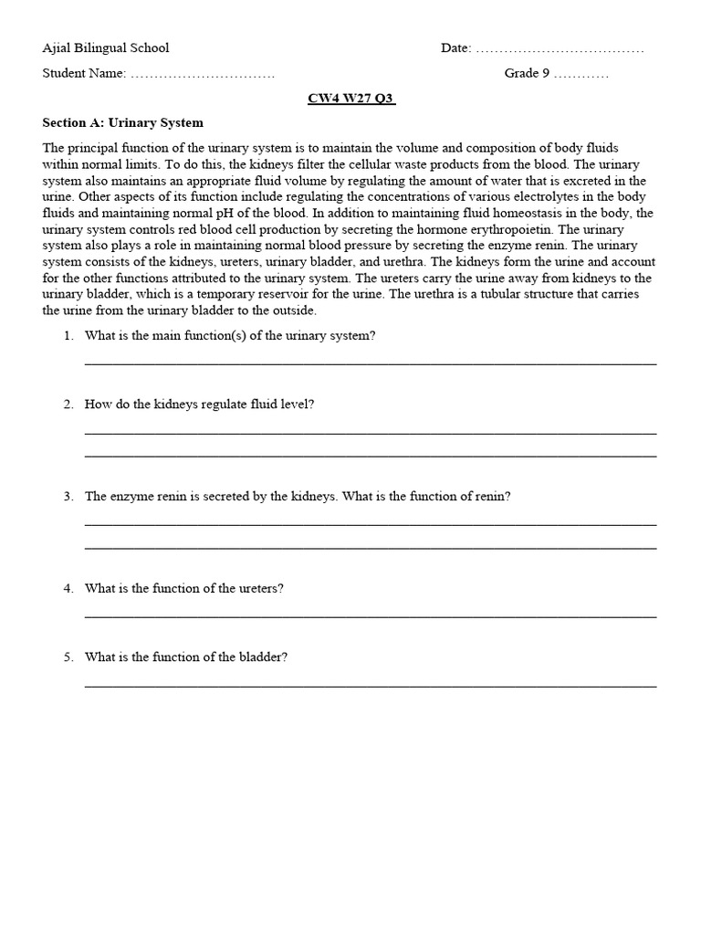 CW4 W27 Q3 Section A: Urinary System | PDF | Wellness