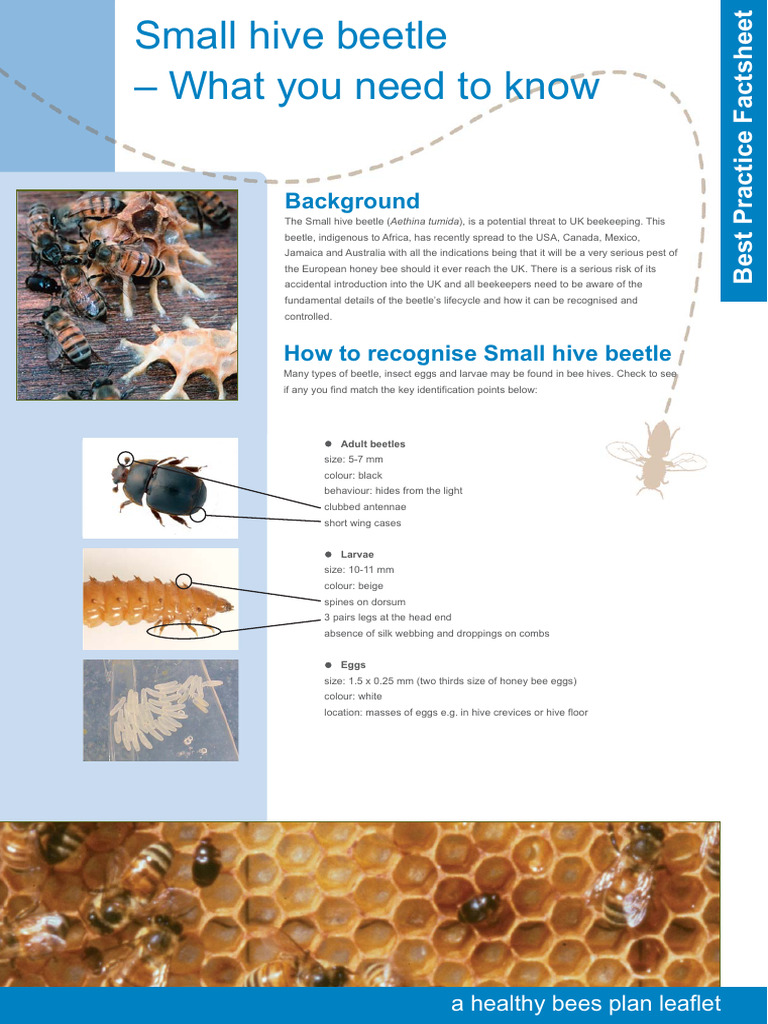 Small Hive Beetle v4 Layout 1 | PDF | Beekeeping | Beehive