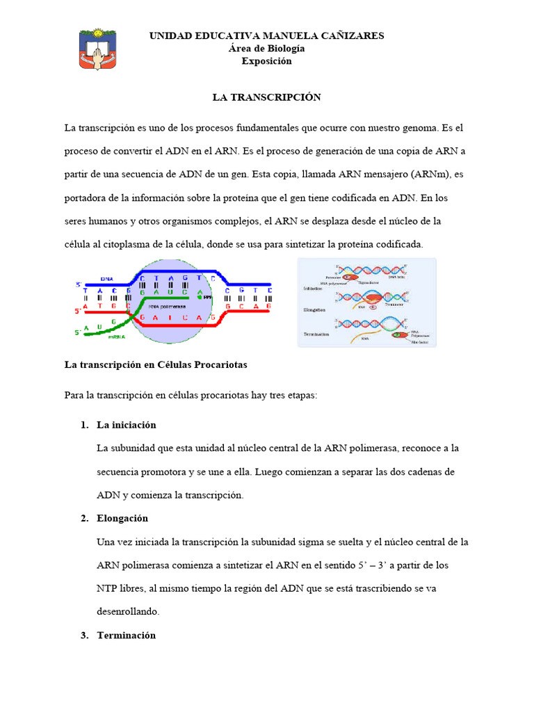 LA TRANSCRIPCIÓN e | Descargar gratis PDF | Rna | Adn