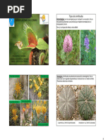 Raiz Axonomorfa | PDF | Raíz | Tallo de la planta