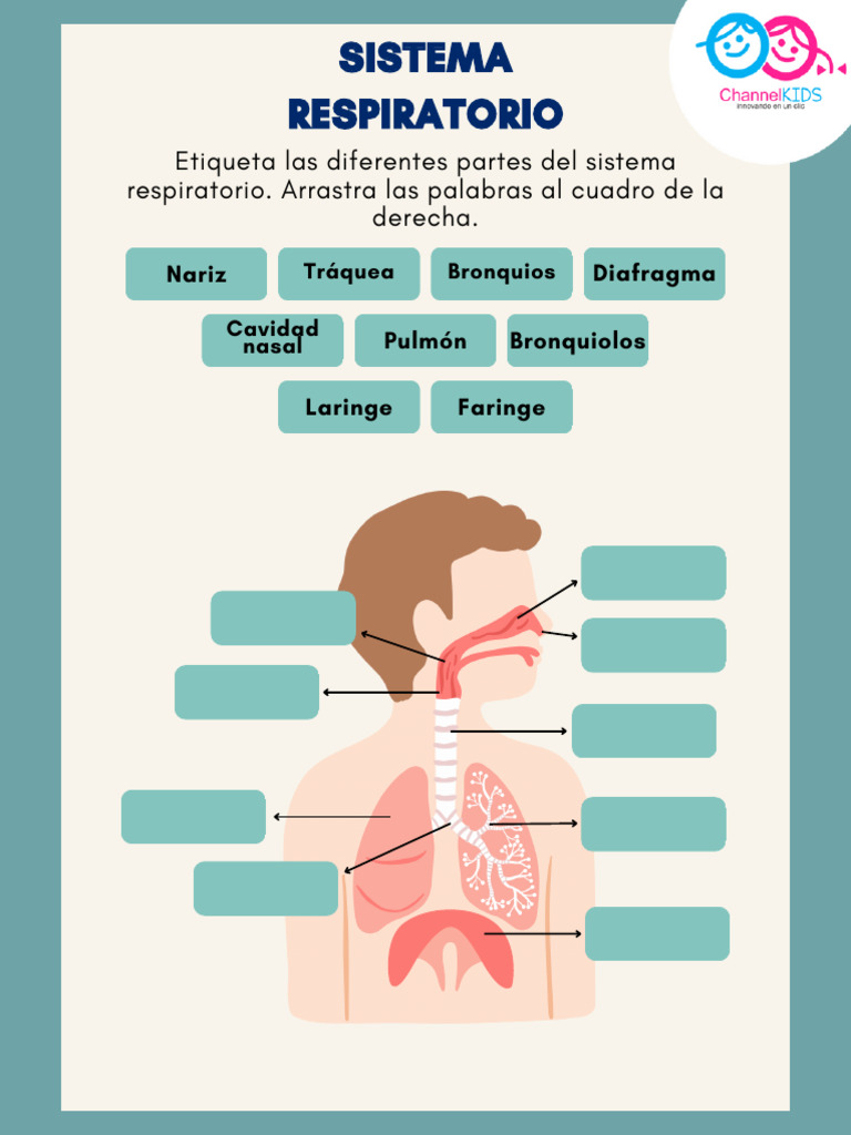 Hoja de Trabajo Del Sistema Respiratorio | PDF