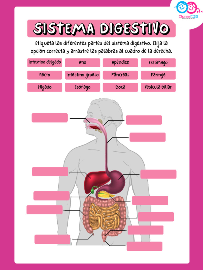 Hoja de Trabajo Del Sistema Digestivo | PDF