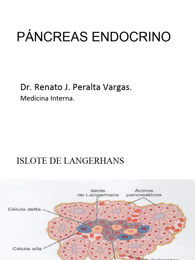 Pancreas Endocrino y Exocrino | Descargar gratis PDF | Insulina | Glucógeno