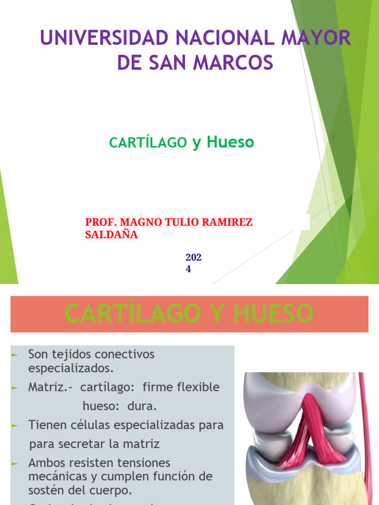 Cartílago y Hueso: Estructura y Función | PDF | Cartílago | Hueso