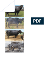 Comprehensive Buffalo Breeds List | PDF | Bovines | Bovidae