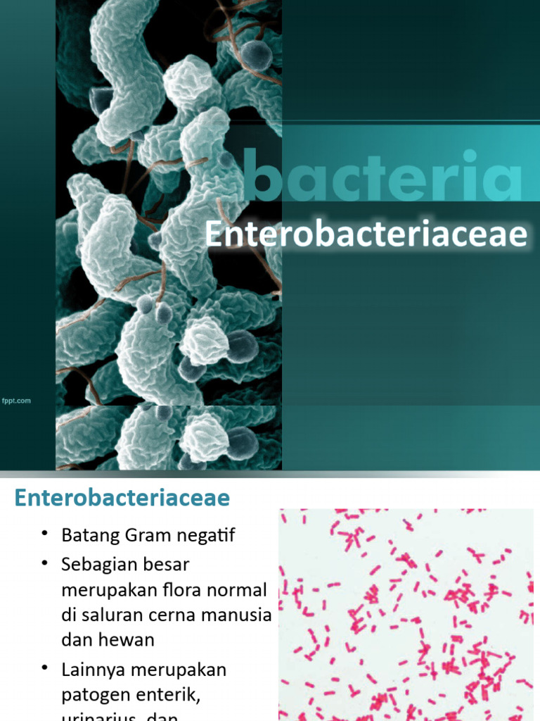 Enterobacteriaceae | PDF