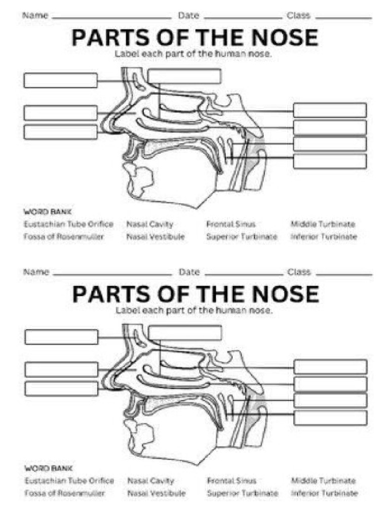 Nose | PDF