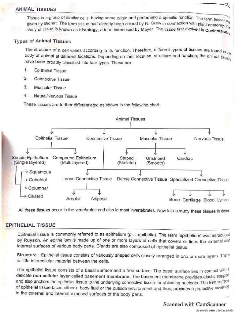 Animal Tissue | PDF