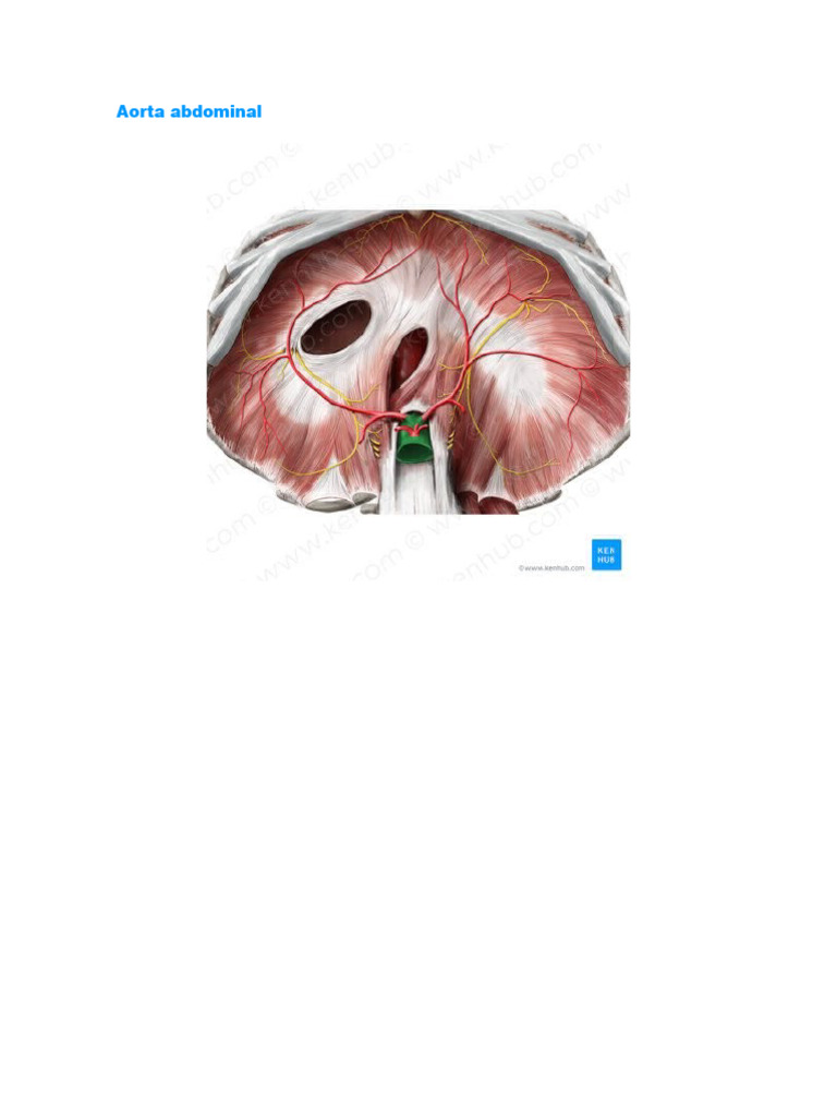 Aorta Abdominal Pdf Abdomen Aorta