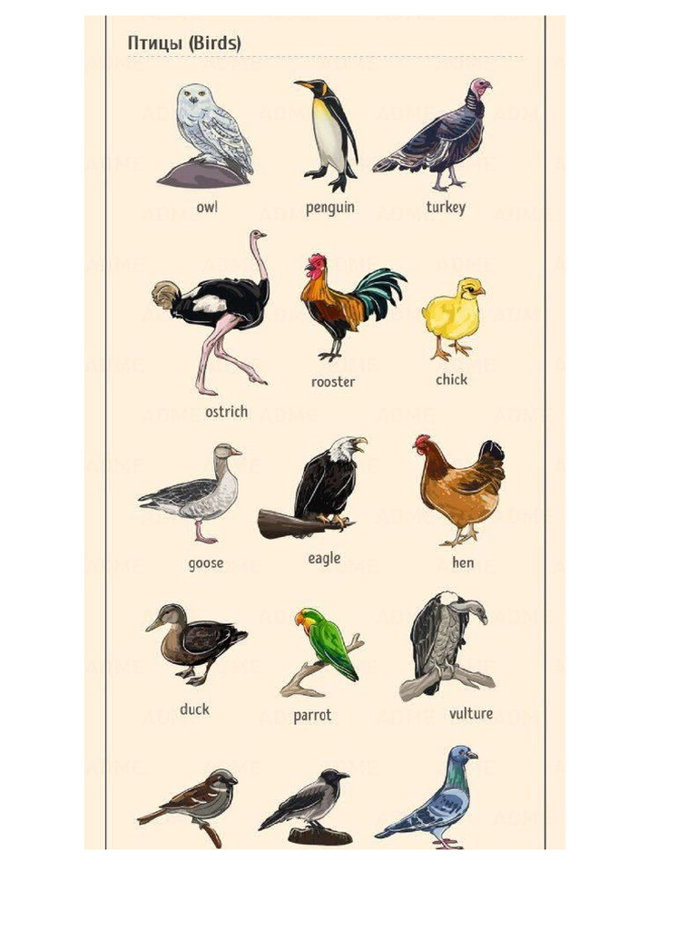 Timimg of The Birds and Animals | PDF