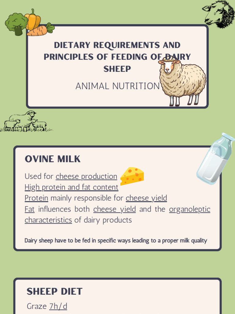 Feeding Strategies for Dairy Sheep | PDF | Sheep | Milk