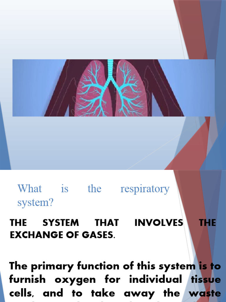 4 Respiratory System (Report Revised) | PDF | Respiratory System | Lung