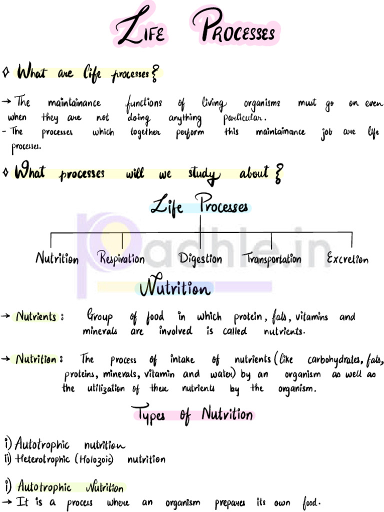 Life Process - 1 | PDF | Stomach | Nutrition