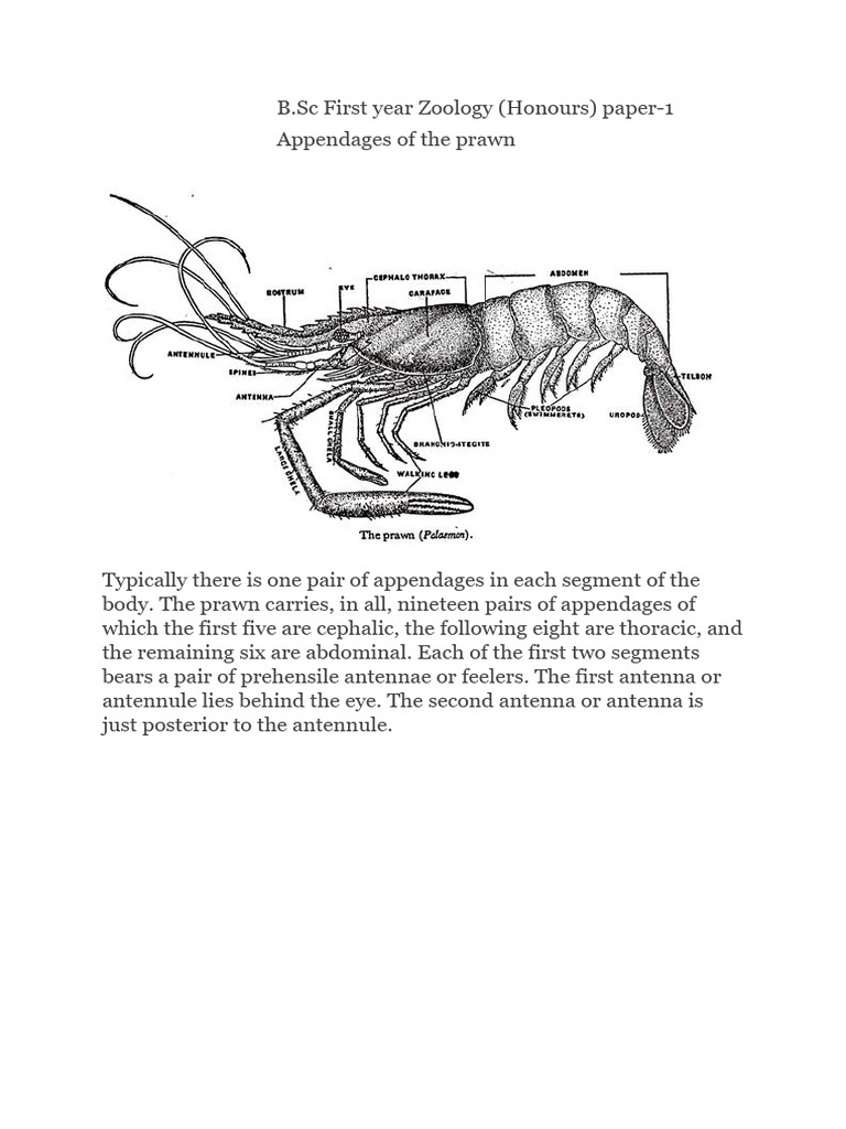 Prawn Appendages Overview and Diagram | PDF | Abdomen | Arthropods