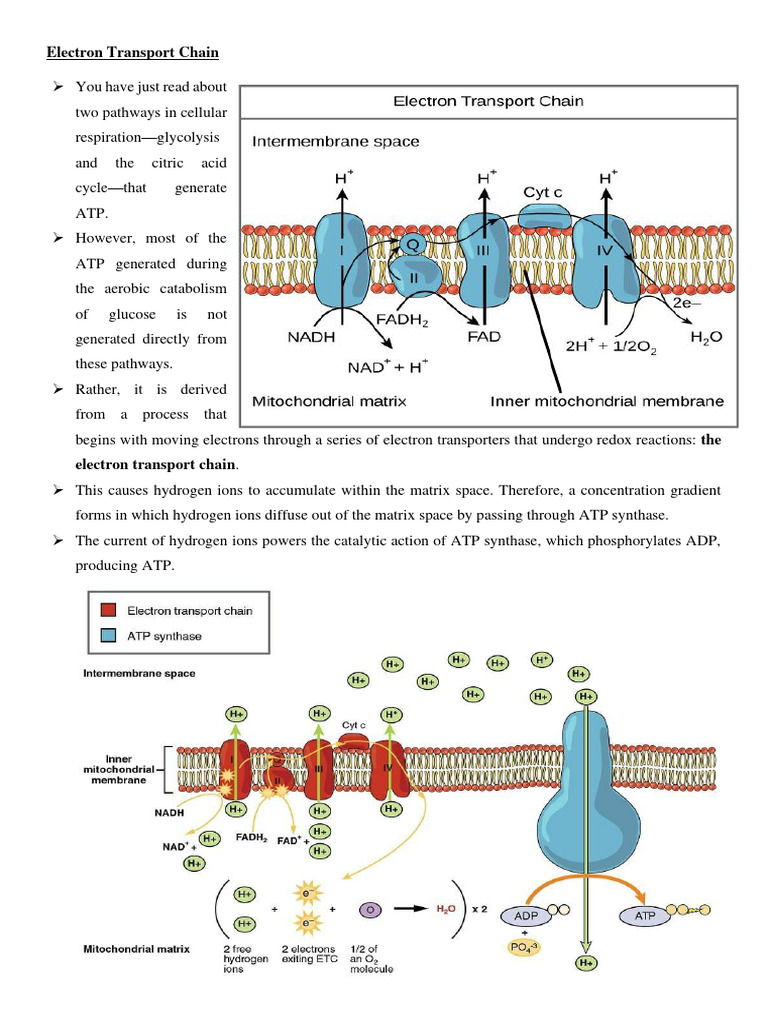 Electron Transport Chain | PDF | Electron Transport Chain | Cellular Respiration