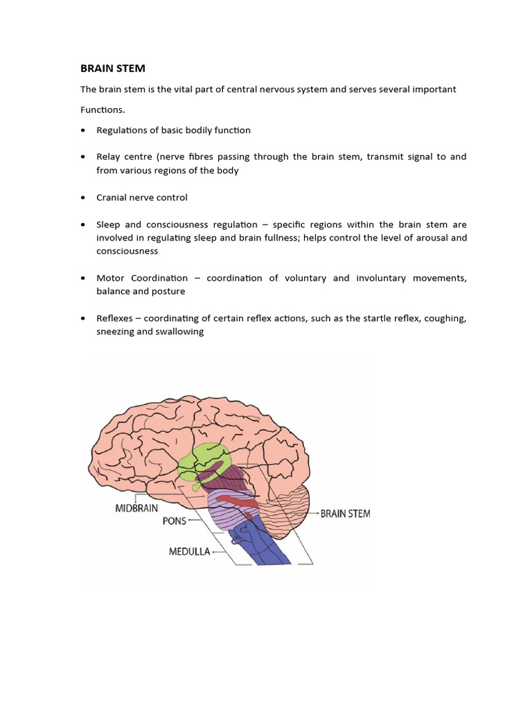 Brain Stem | Download Free PDF | Brainstem | Brain