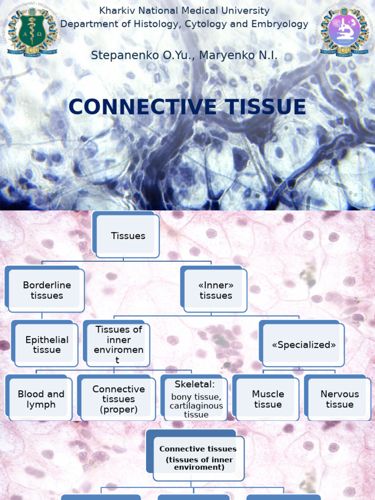 Structure of Connective Tissue | PDF | Connective Tissue | Animal Anatomy