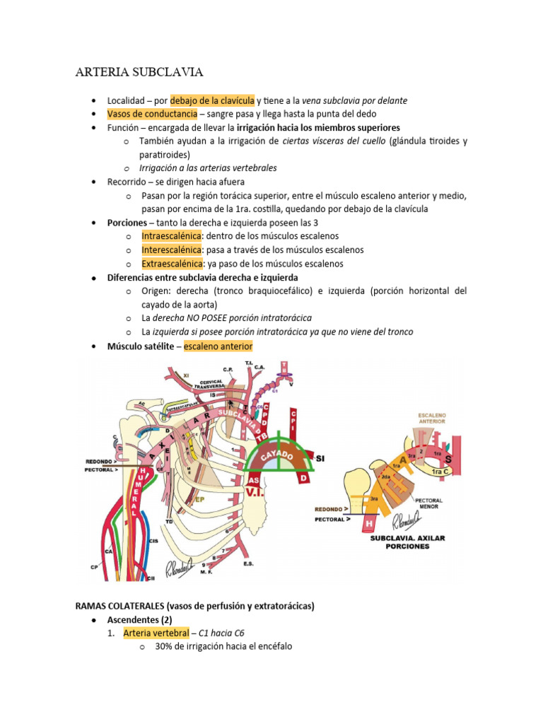 Arteria Subclavia: Anatomía y Ramas | PDF | Abdomen | Aorta