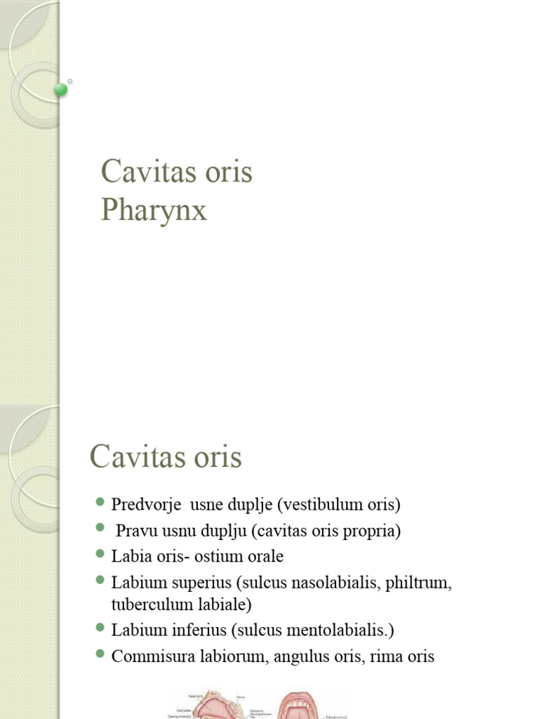 Cavitas Oris, Pharynx | PDF