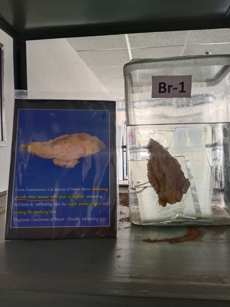 Pathology Museum 2 | PDF