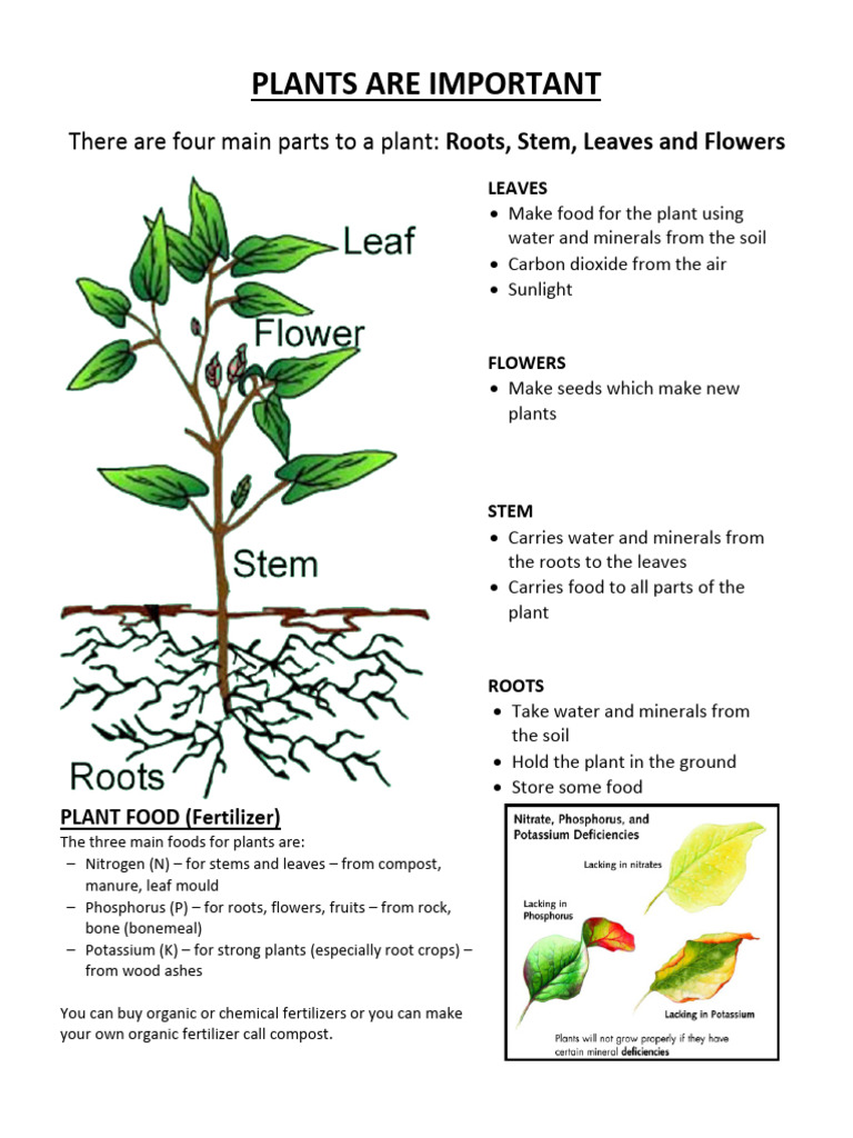 Week1 Plants Are Important | PDF | Plants | Fertilizer