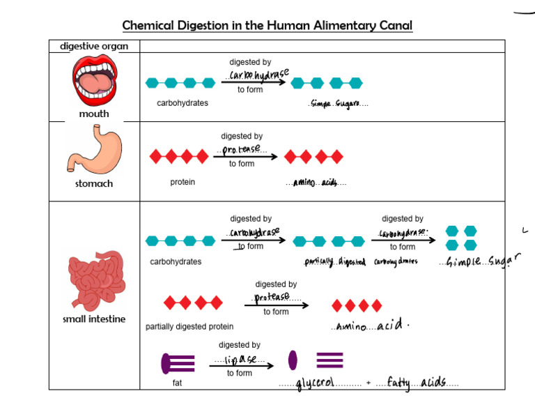 Chemical Digestion in The Human Alimentary Canal | PDF