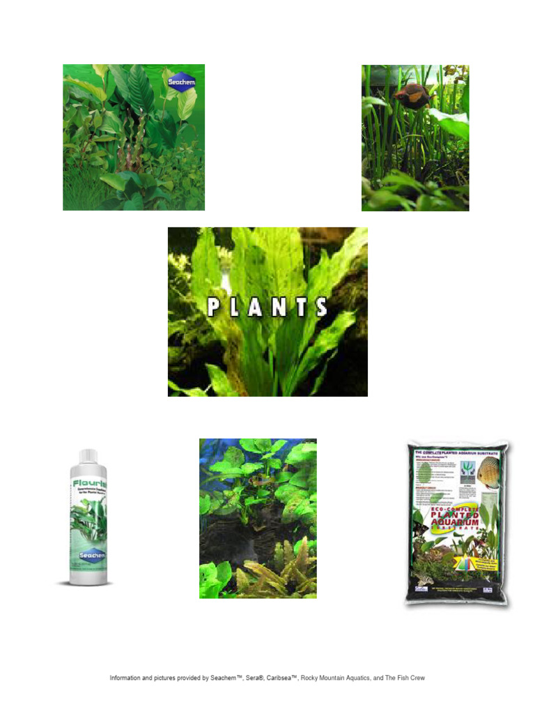 Plant Care Sheet | PDF | Plant Nutrition | Carbon Dioxide