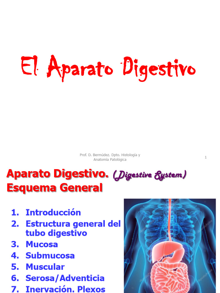 Aparato Digestivo. Esquema General | PDF | Epitelio | Membrana mucosa