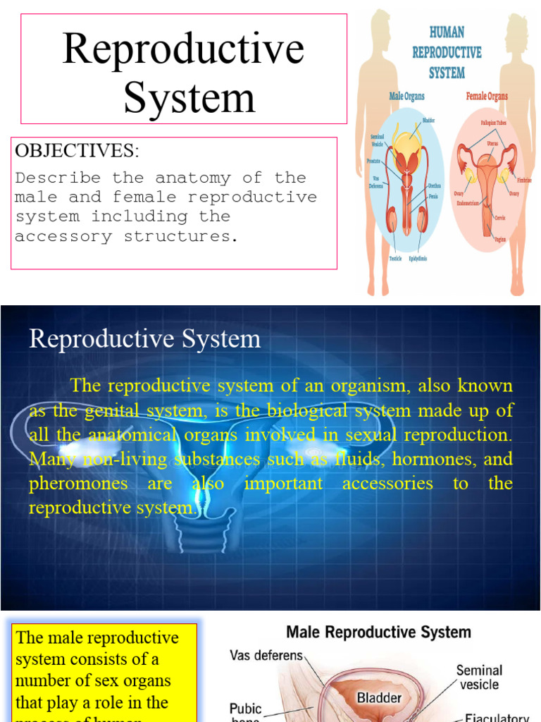 Reproductive REPORT | PDF | Reproductive System | Uterus