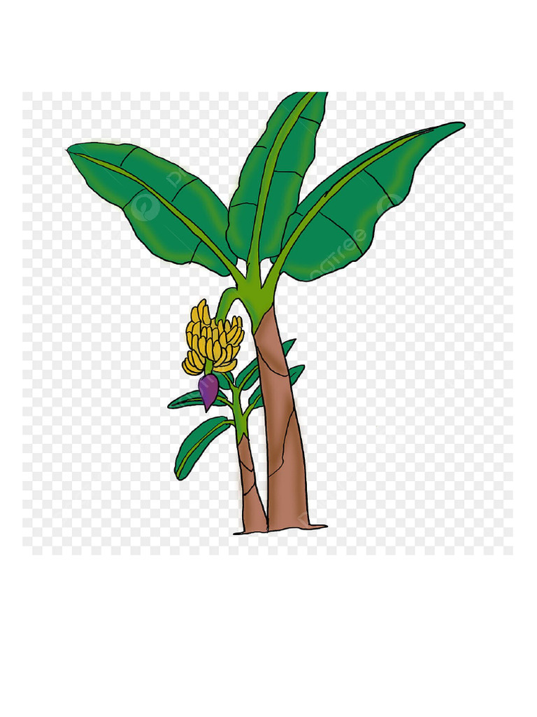 Pohon Pisang | PDF