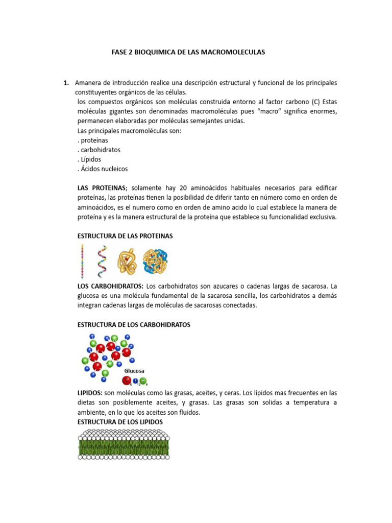 Fase 2 Bioquimica de Las Macromoleculas | PDF | Adn | Macromoléculas