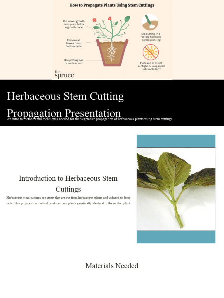 Herbaceous Stem Cutting Propagation Presentation-2 | PDF | Botany ...