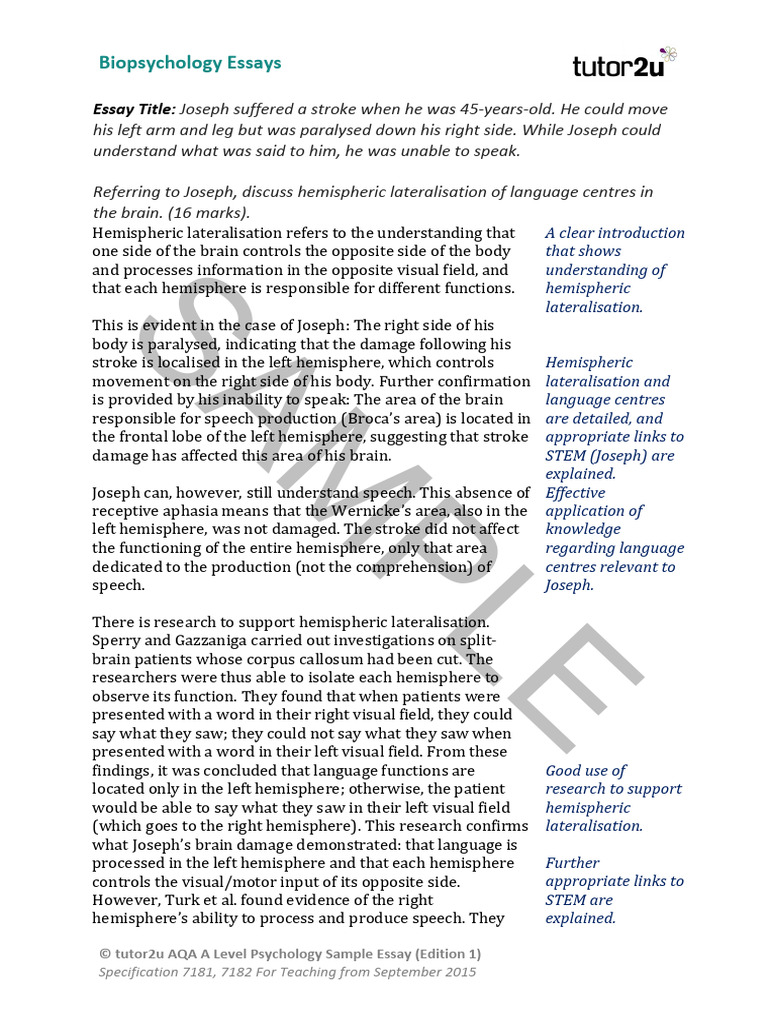 A-Level Psychology Lateralisation of Brain Sample Essay | Download Free PDF | Lateralization Of ...